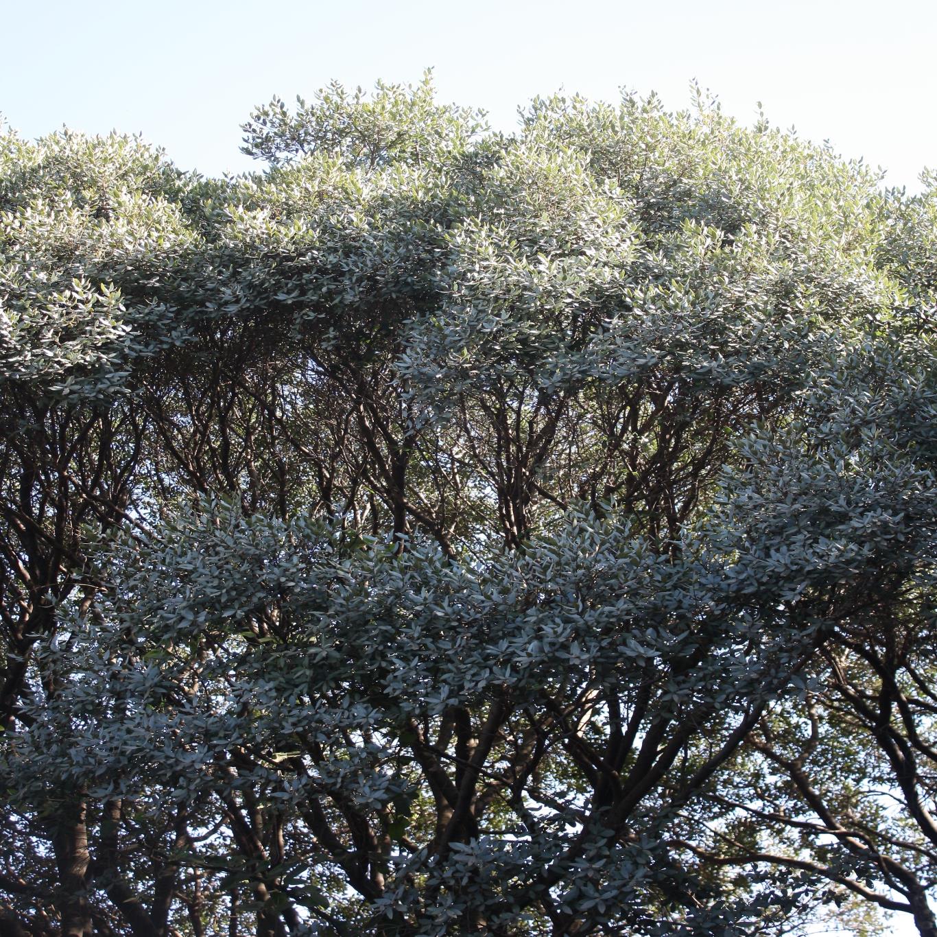 Euclea crispa Blue Guarri Bloughwarrie Mutangule-Nyele Motlhaletsogane ...