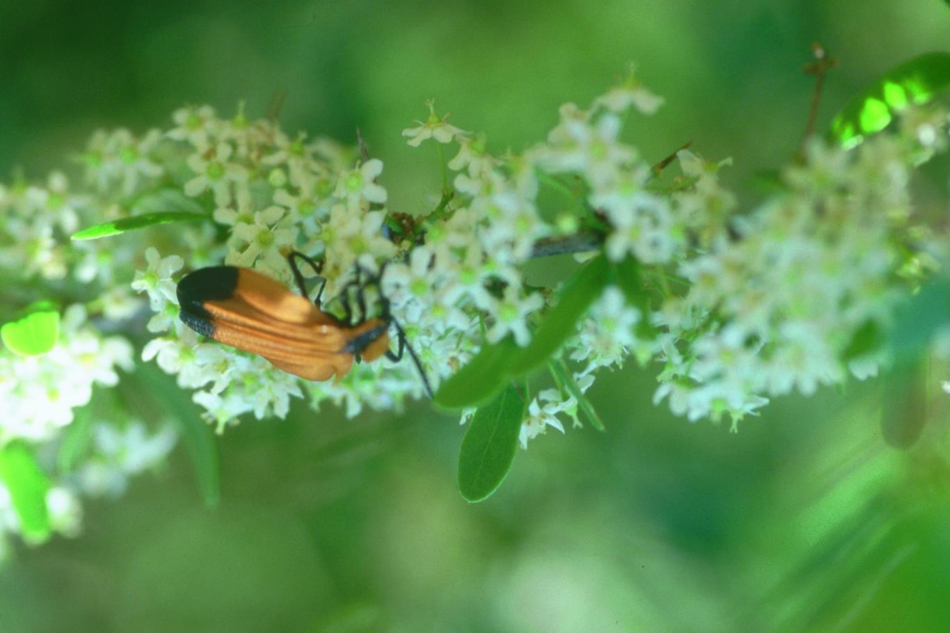 Gymnosporia buxifolia Common Spikethorn Gewone Pendoring Tshiphandwa ...