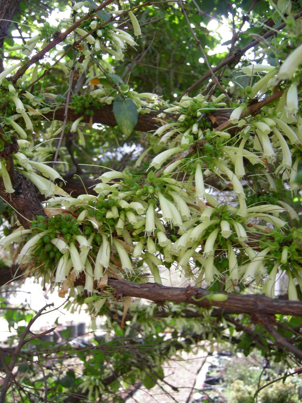 Halleria lucida Tree-Fuchia Notsung Murevhe Leloetsi
