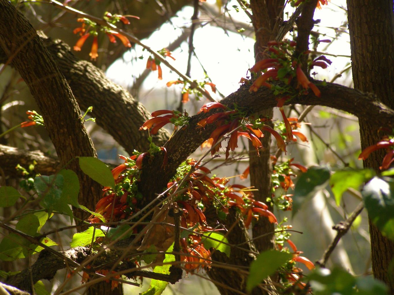 Halleria lucida Tree-Fuchia Notsung Murevhe Leloetsi