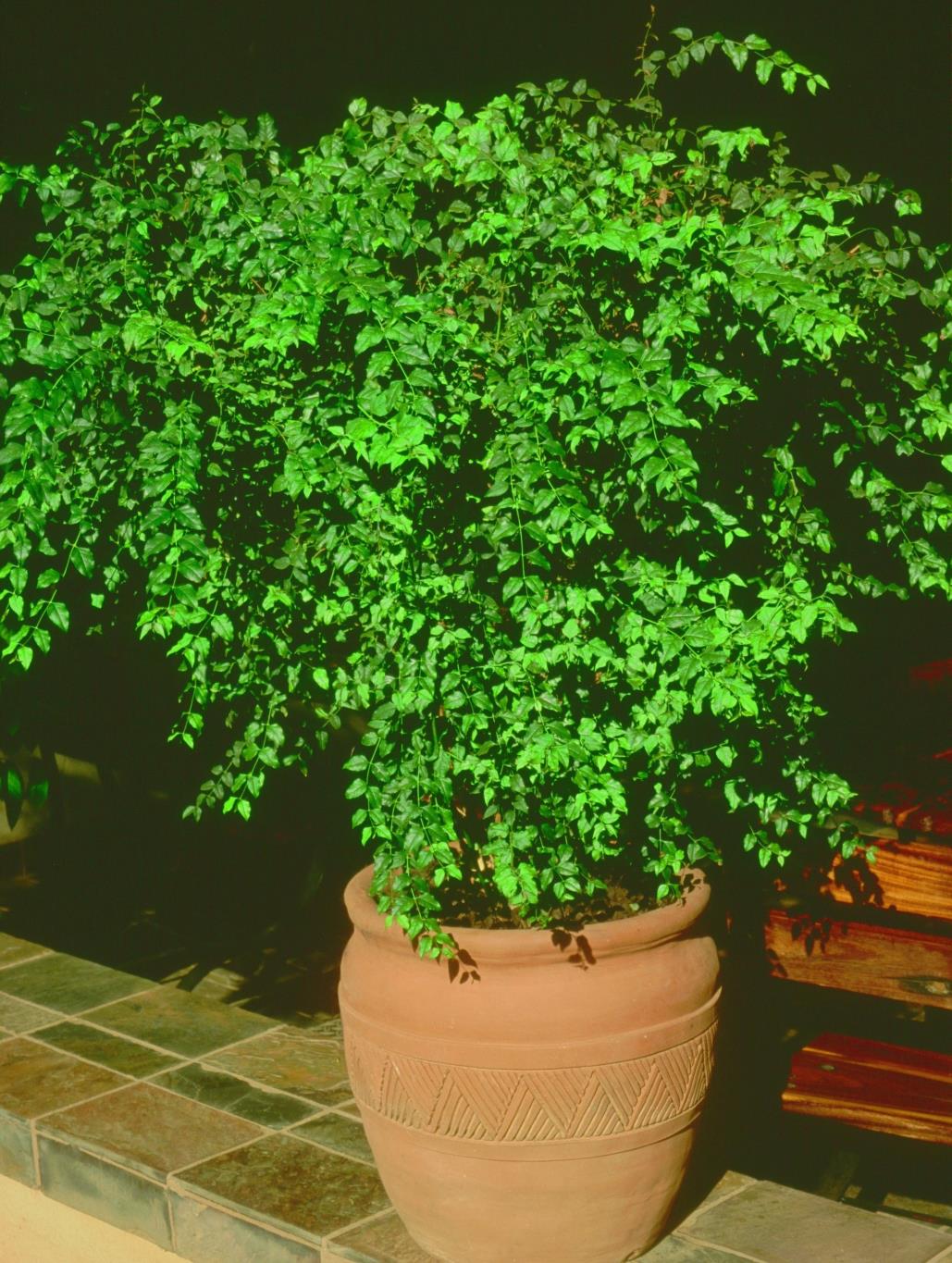 Halleria lucida Tree-Fuchia Notsung Murevhe Leloetsi