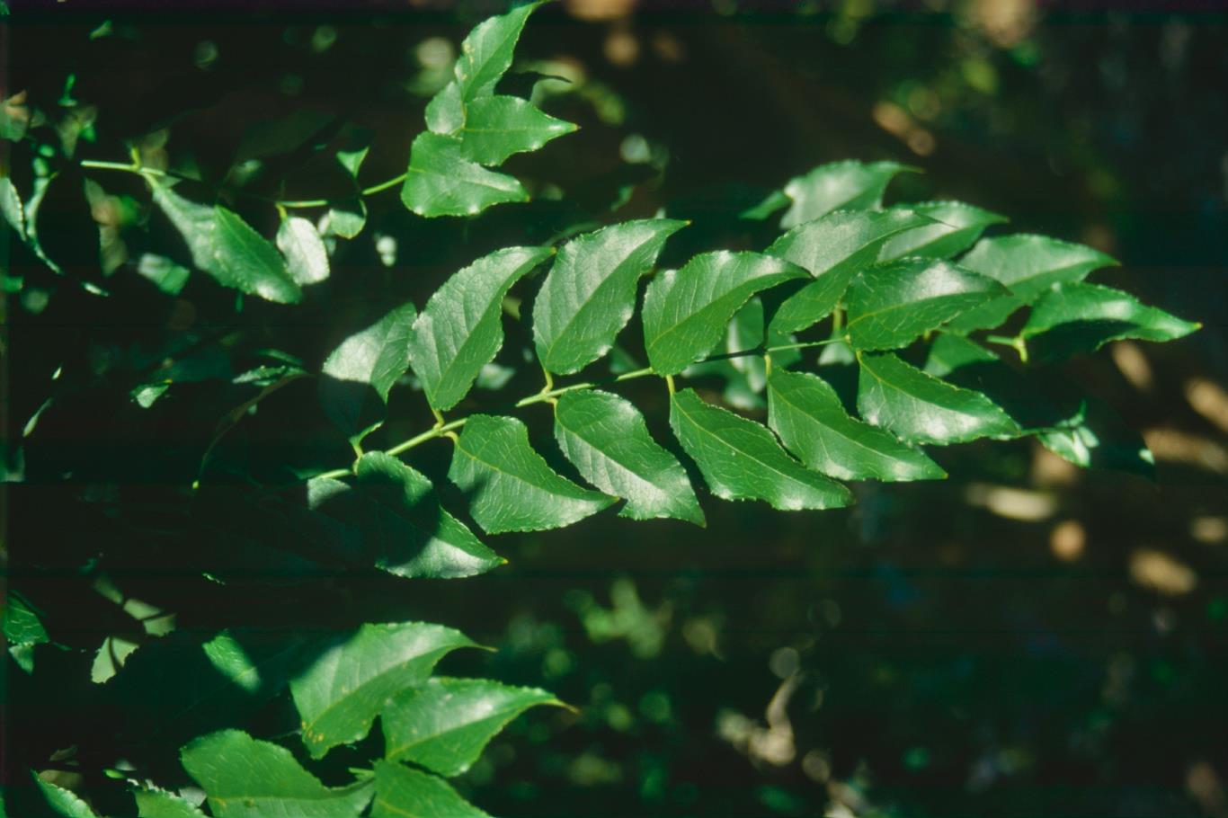 Halleria lucida Tree-Fuchia Notsung Murevhe Leloetsi