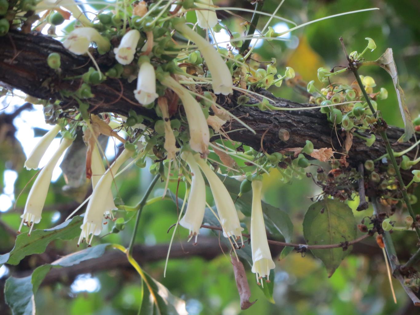 Halleria lucida Tree-Fuchia Notsung Murevhe Leloetsi
