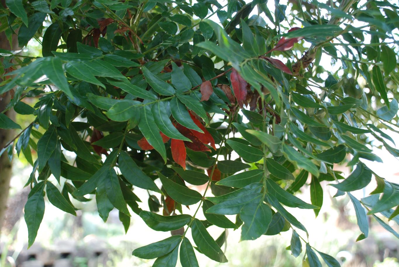 South African Indigenous Plants Catalogue