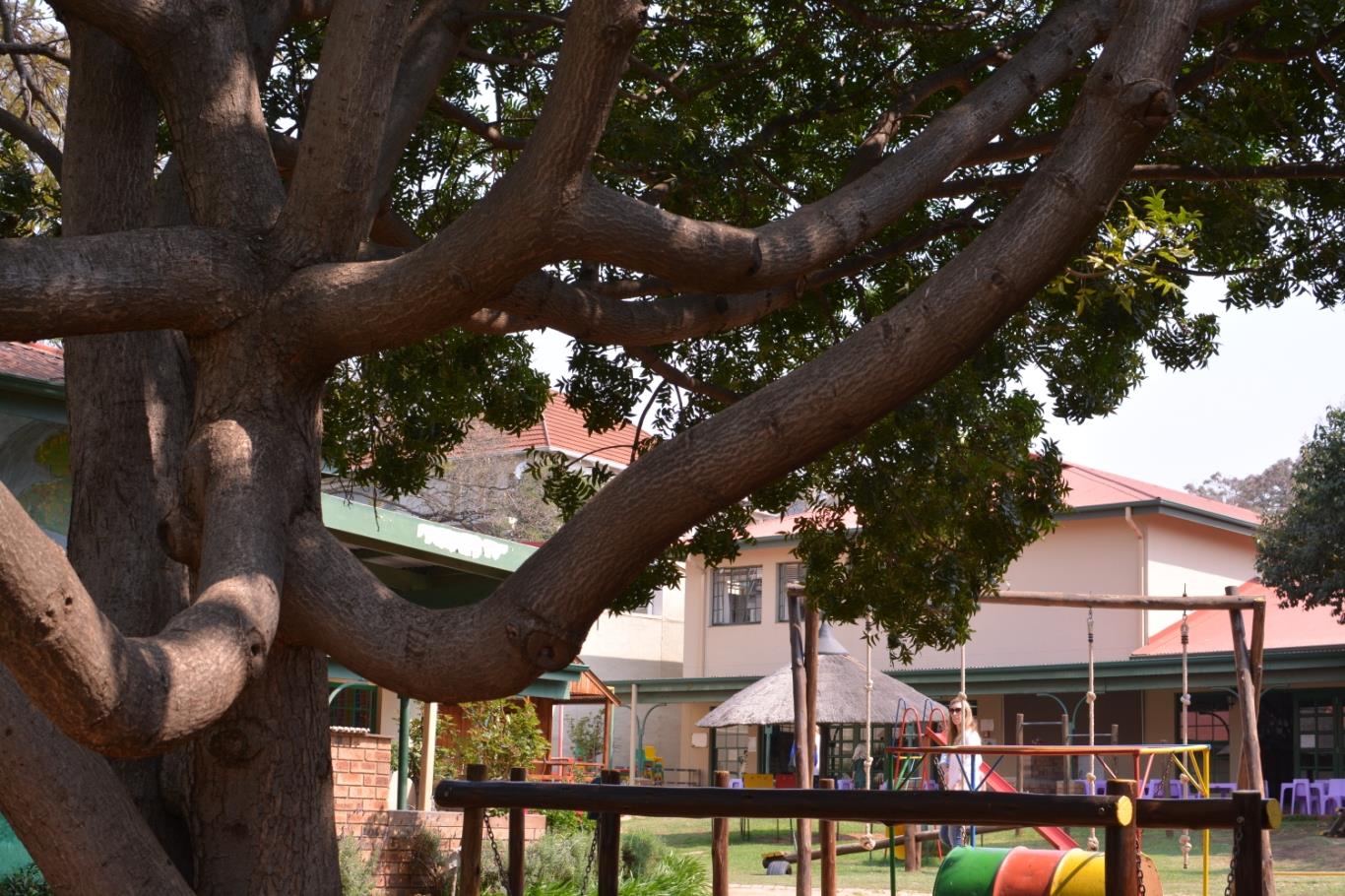 Harpephyllum caffrum Wild Plum Wildepruim Umgwenya Umgwenye