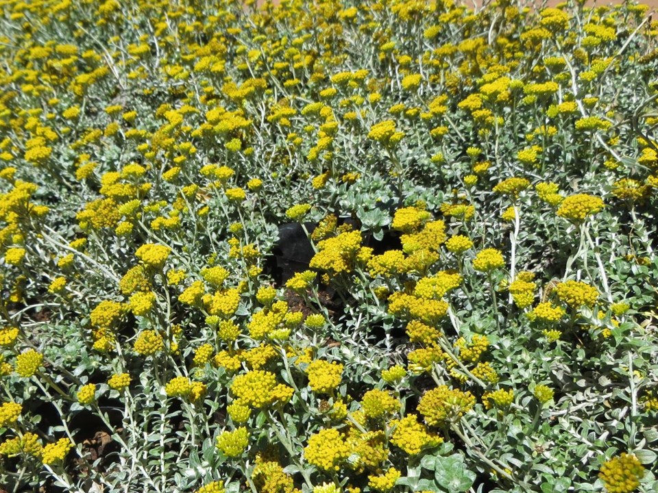 Helichrysum cymosum Goue tapyt Golden Carpet