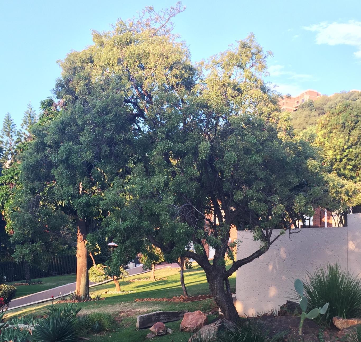 Heteromorpha trifoliata abyssinica Common Parsley Tree Gewone ...