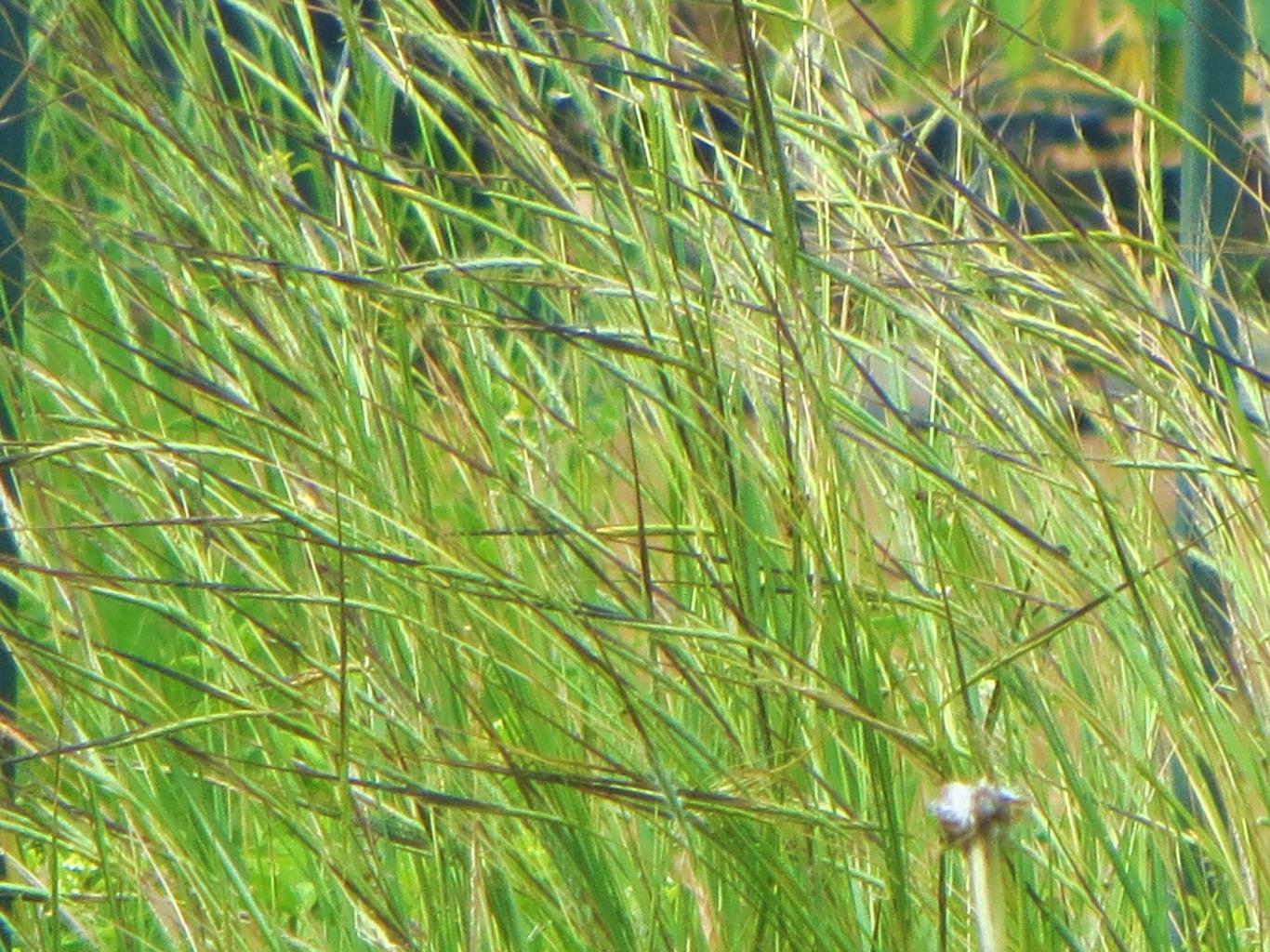 Heteropogon contortus Spear Grass, Tanglehead Assegaaigras Isitupe