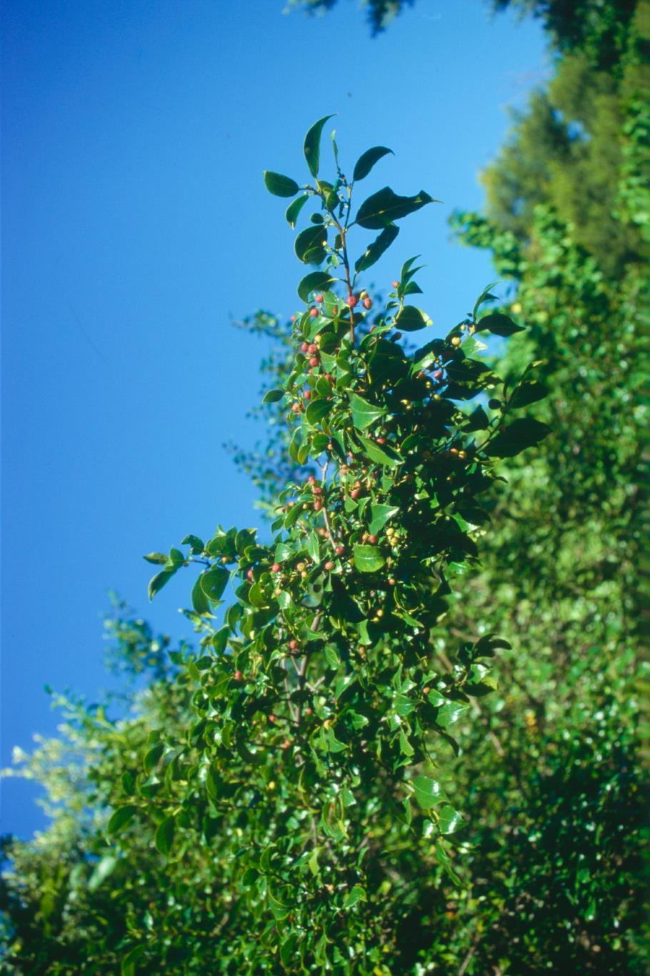 Ilex mitis Cape Holly Without Mutanzwa-khamelo iPhuphuma