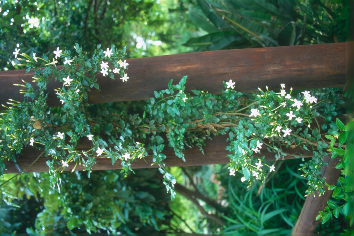 Jasminum angulare Wild Jasmine WIldejasmyn umlala