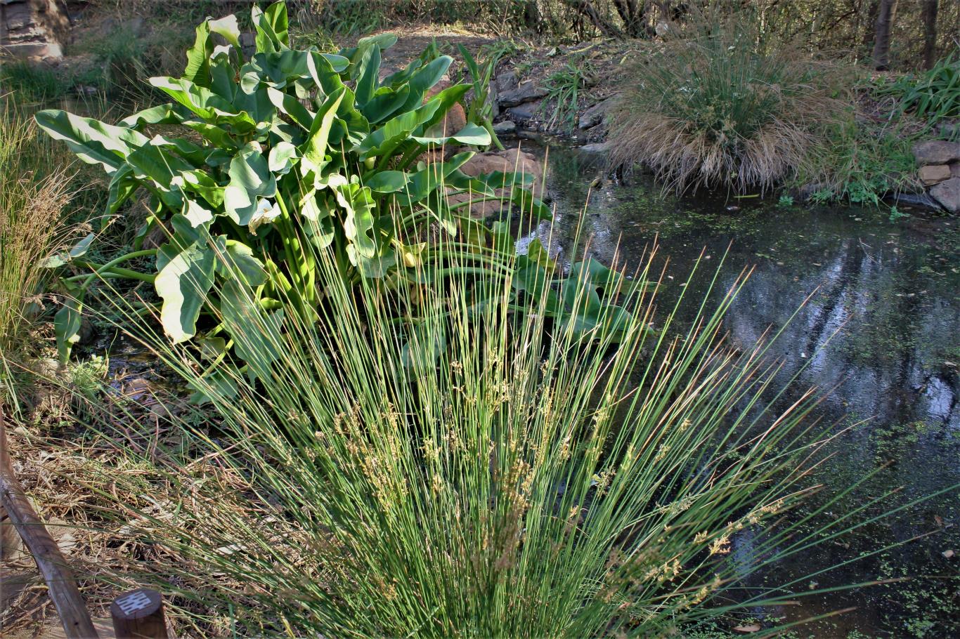 Juncus effusus Biesie incema Common rush