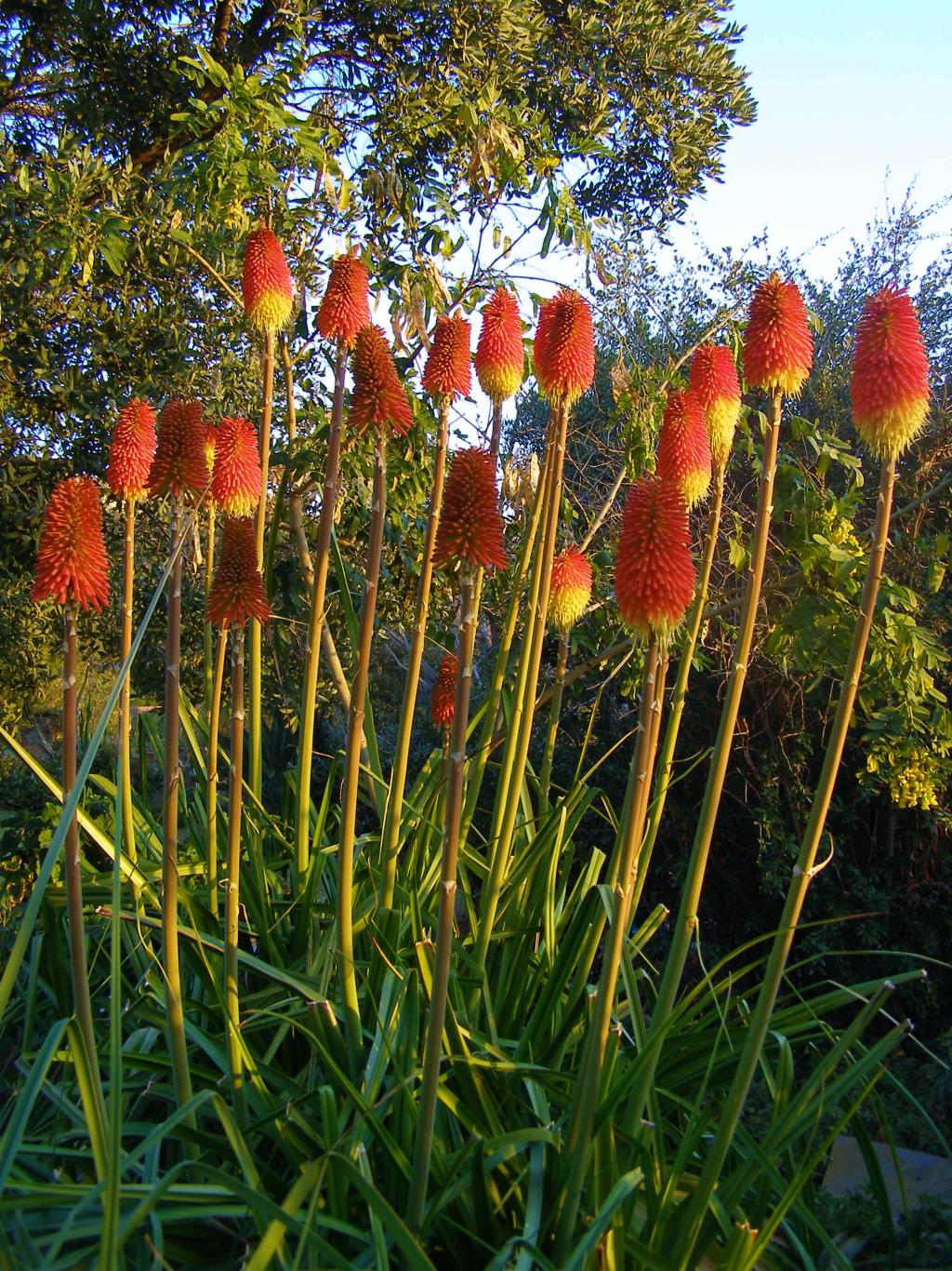Kniphofia linearifolia Common Marsh Poker icacane, Umathunga Vuurpyl