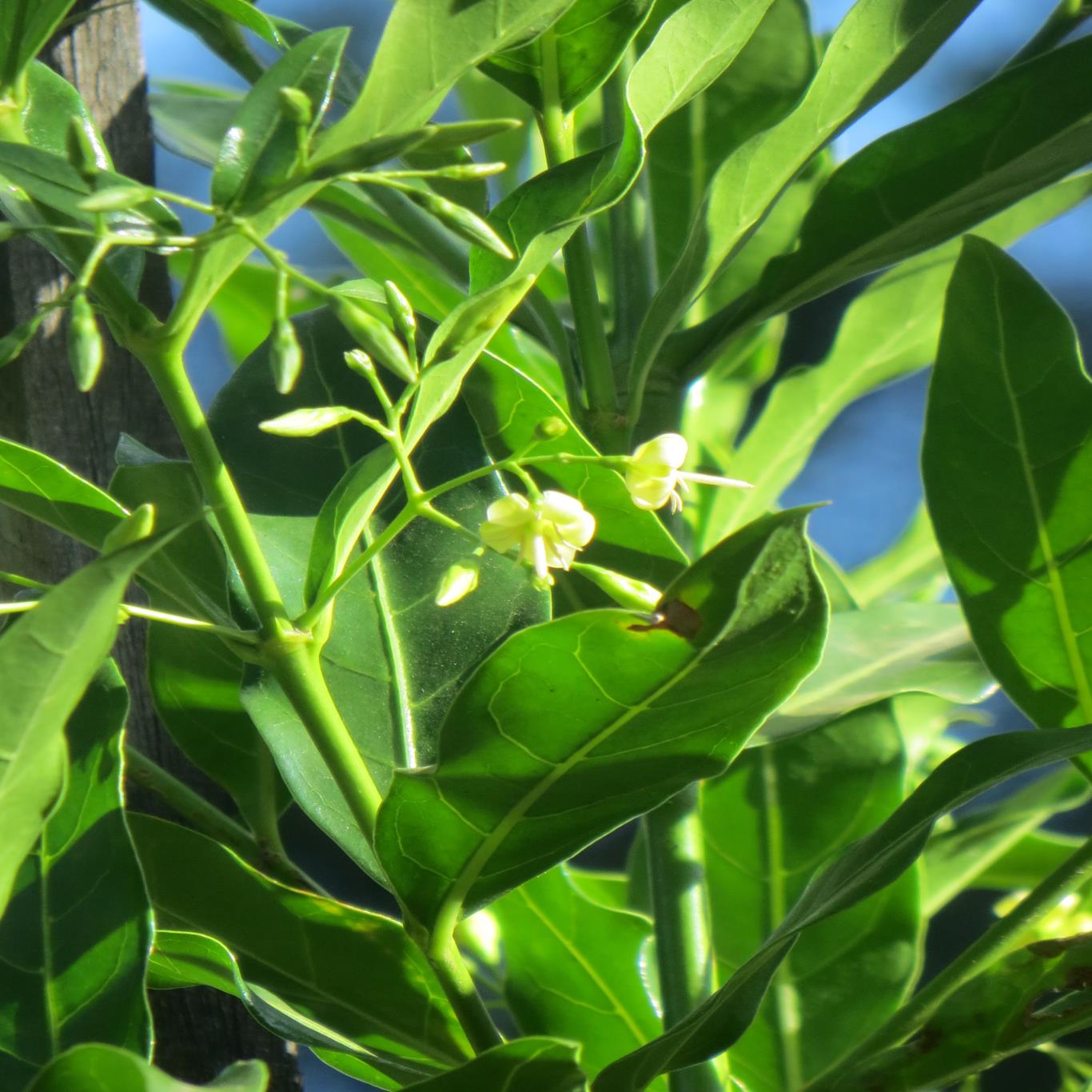 Kraussia floribunda Rhino coffee Renosterkoffie isikhuphankobe