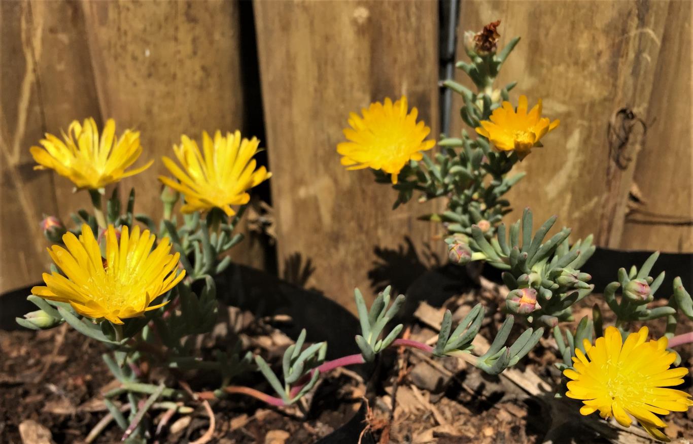 Lampranthus aureus Yellow Gouevygie Golden Vygie