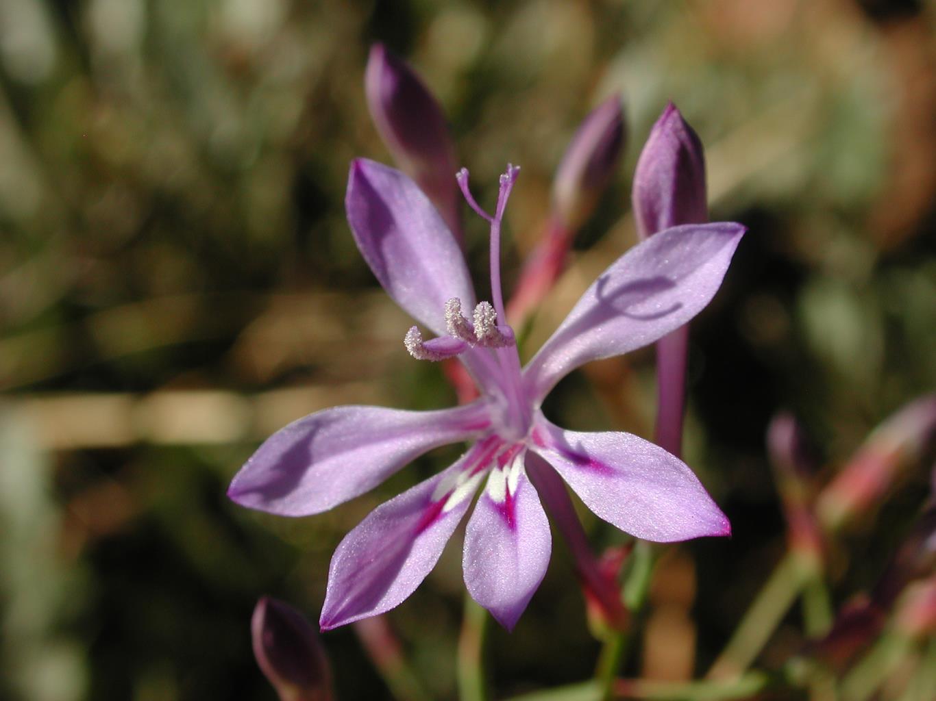 Lapeirousia sandersonii Blou-angelier Autumn Painted Petals