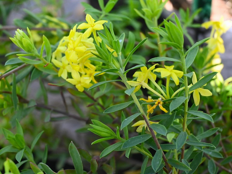 Lasiosiphon triplinervis