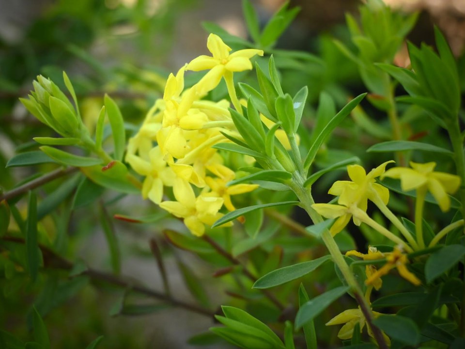 Lasiosiphon triplinervis