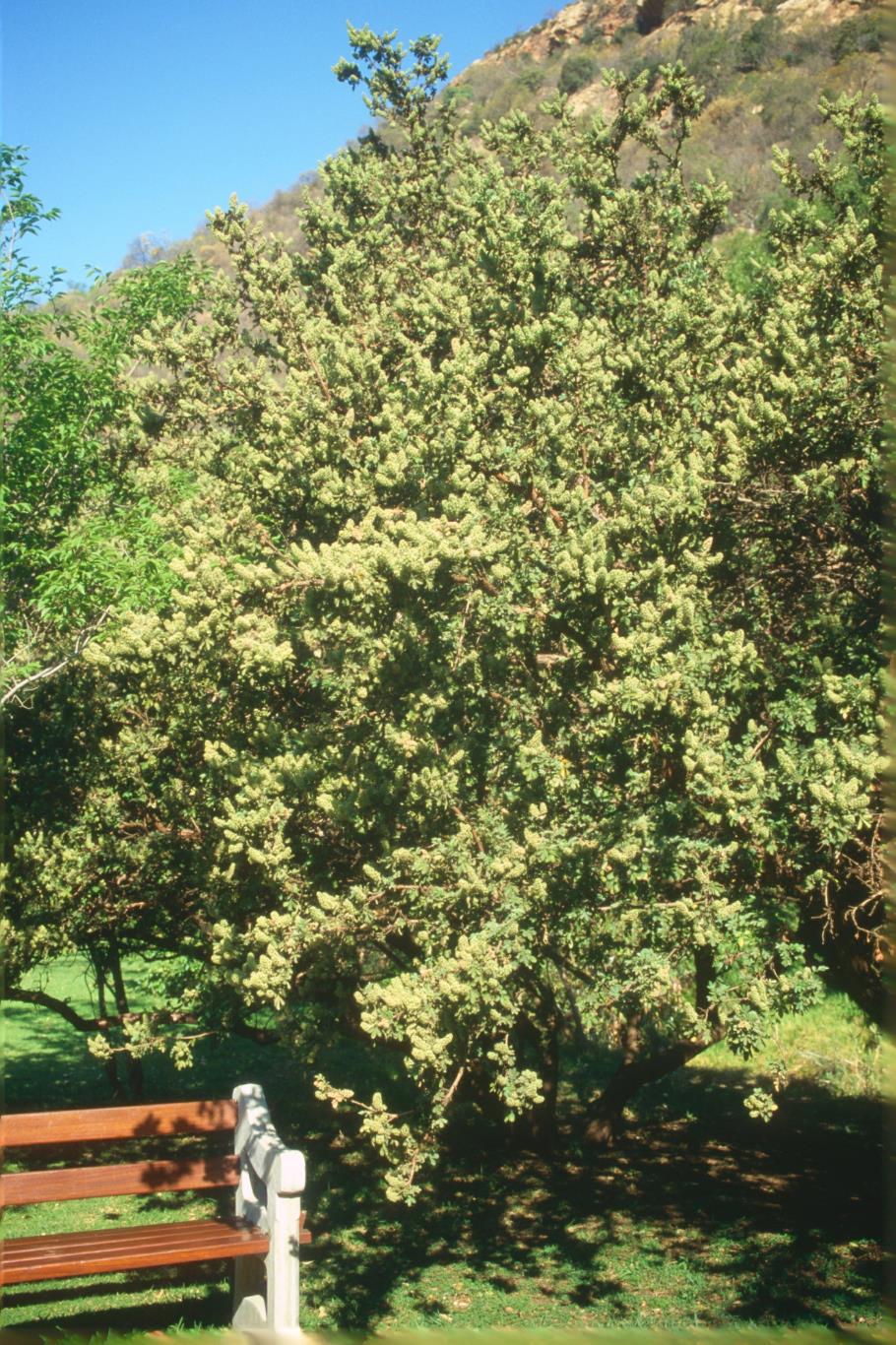 Leucosidea sericea Oldwood Ouhout Munyonga-Tshifumbu Umtshitshi