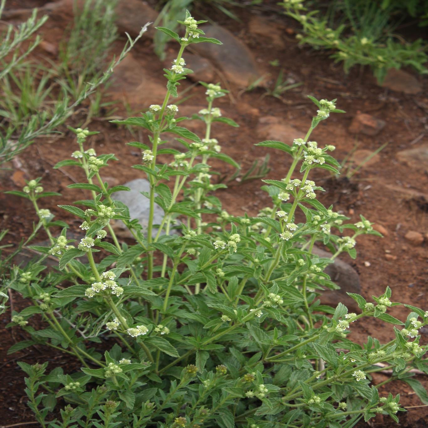 Lippia javanica Fever Tea Lemoenbossie Umsuzwane Inzinziniba Musukudu