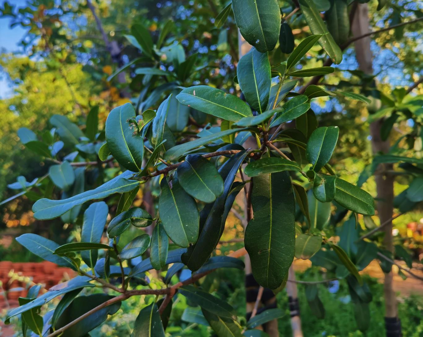 Manilkara mochisia Lowveld Milkberry Laeveldmelkbessie Munamba Umnqambo