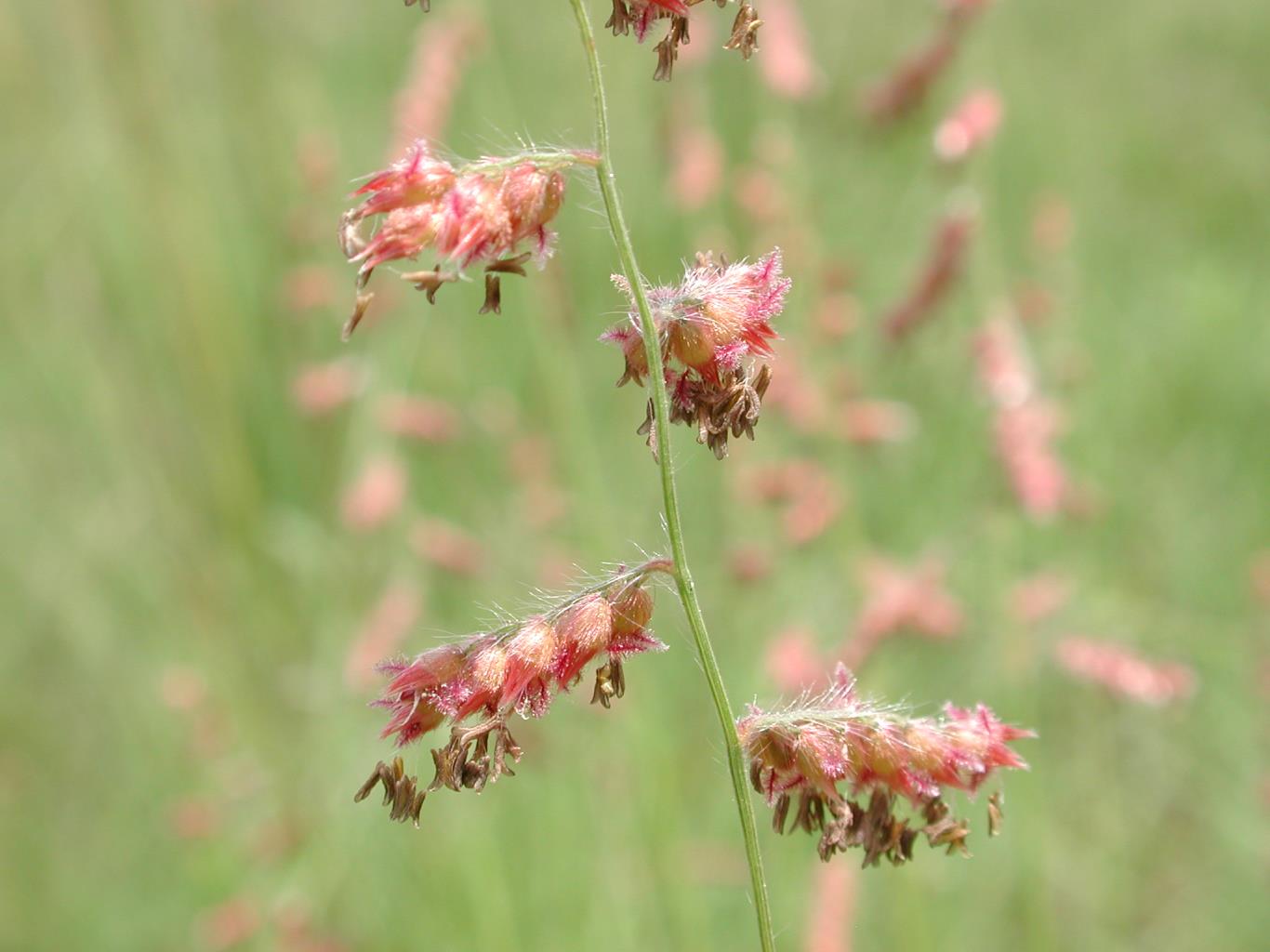 Melinis repens Natalse Rooipluim Natal Redtop