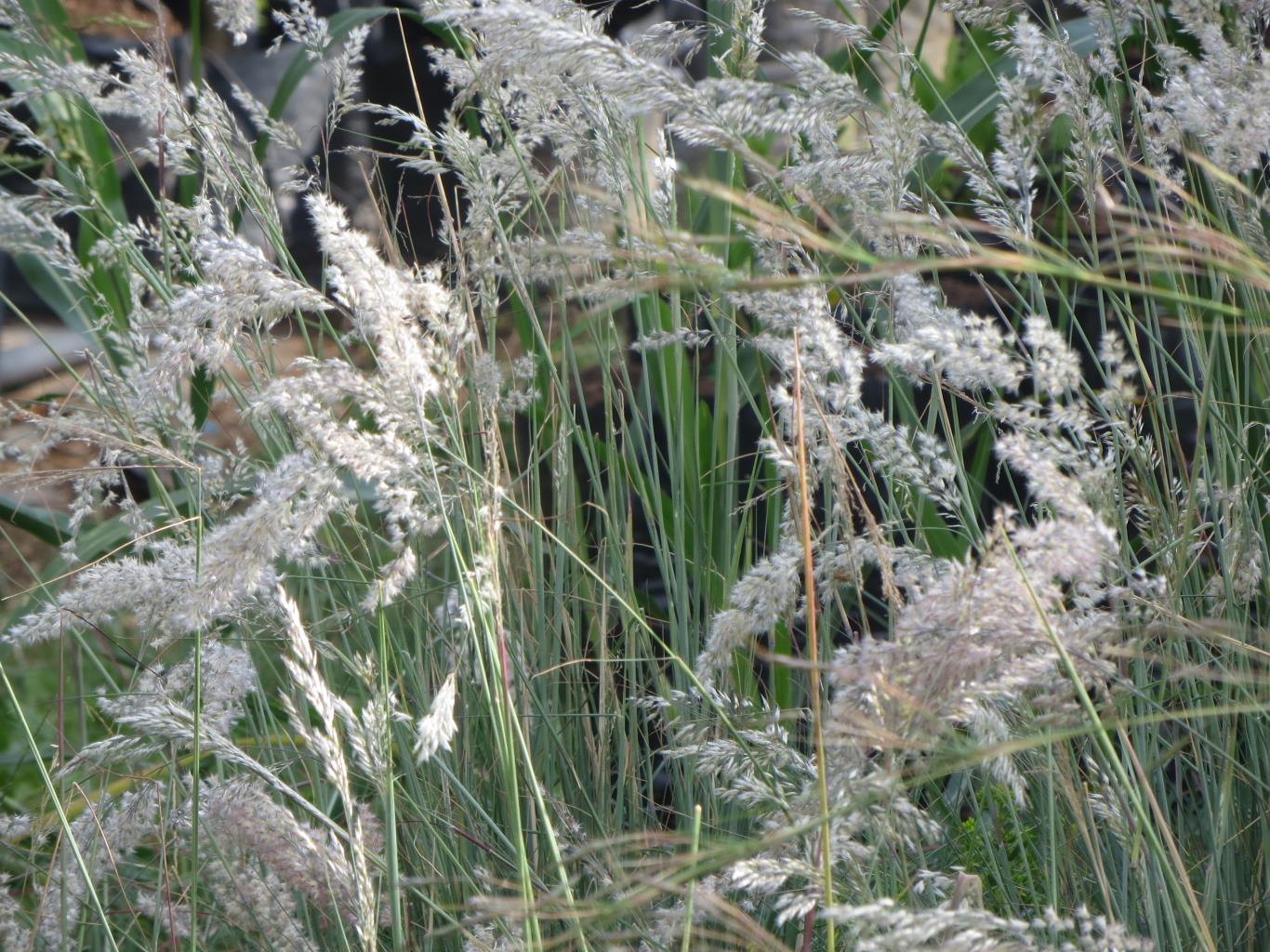 Melinis repens Natalse Rooipluim Natal Redtop