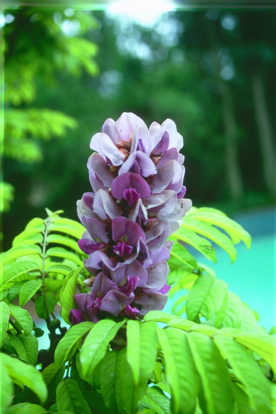 Millettia grandis Umzimbeet Umzimbeet Umsimbithi Umsimbithi