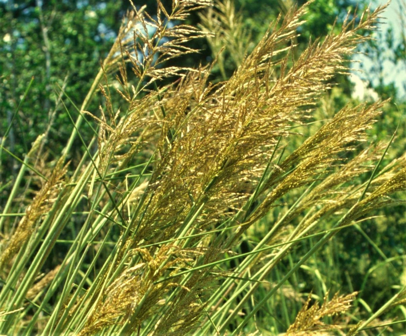 Miscanthus capensis Daba Grass Ruigtegras