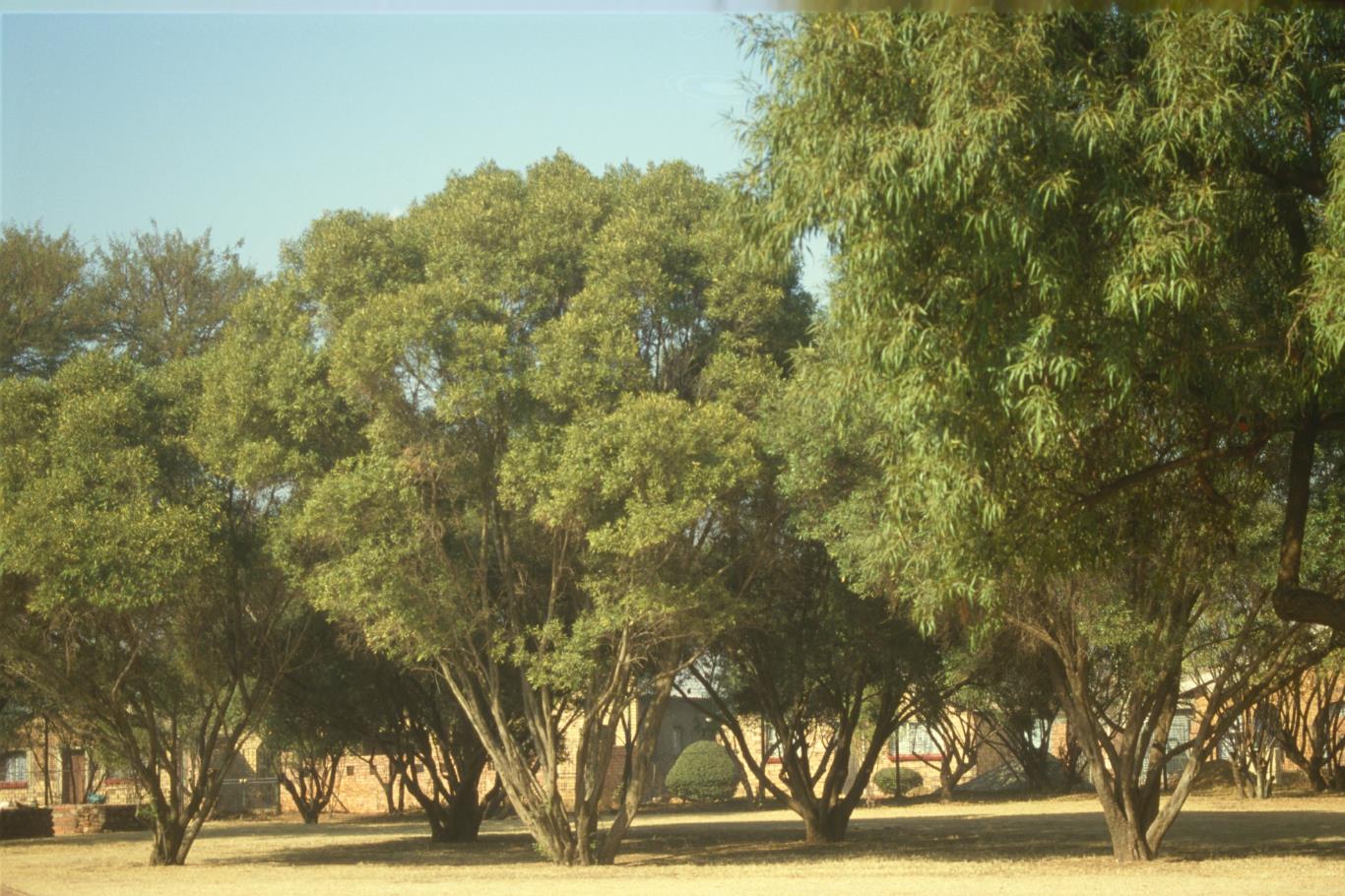 Olea europaea africana African Olive Olienhout Mutwari Motlhware Umnqumo