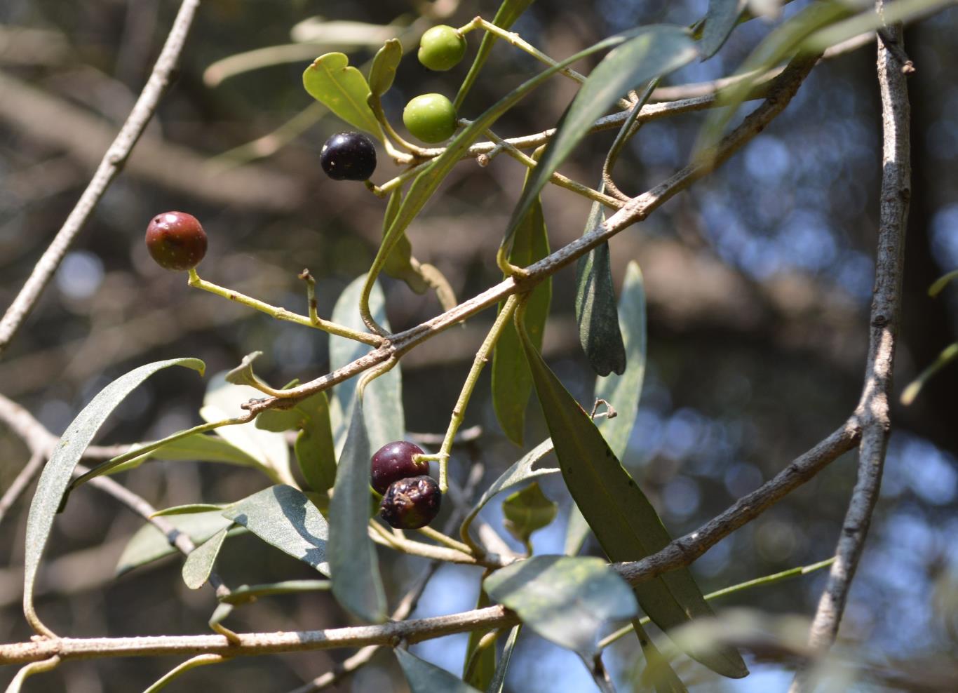 Olea europaea africana African Olive Olienhout Mutwari Motlhware Umnqumo