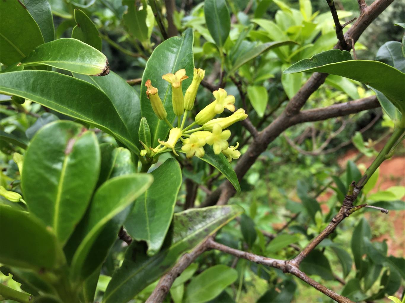 Peddiea africana Poison-olive Gifolyf Mukalakata Isifufufu Gcamche