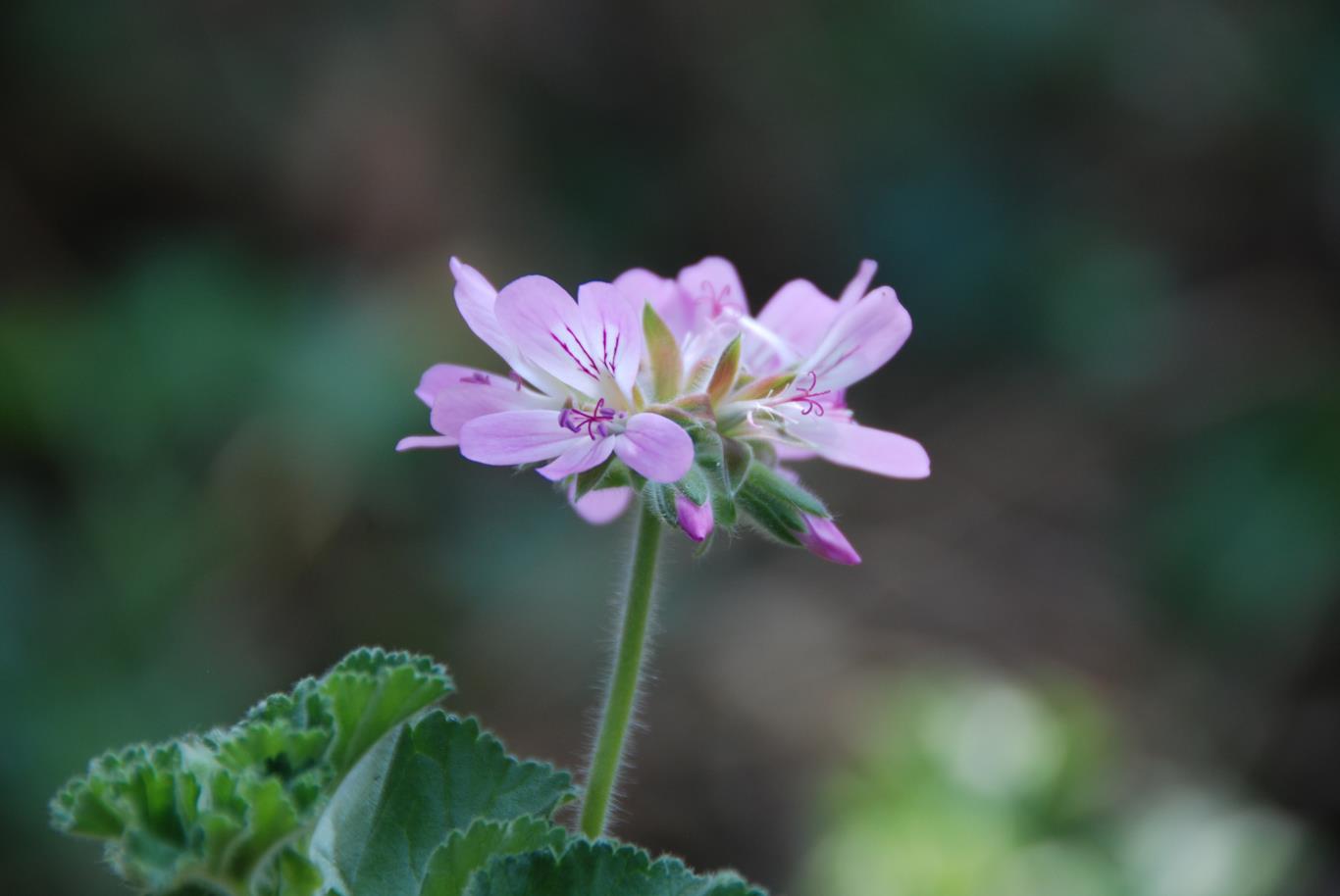 Pelargonium capitatum Rose-scented Pelargonium