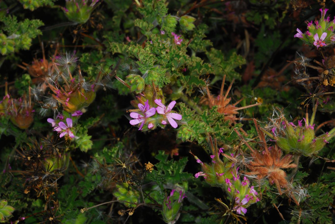 Pelargonium capitatum Rose-scented Pelargonium