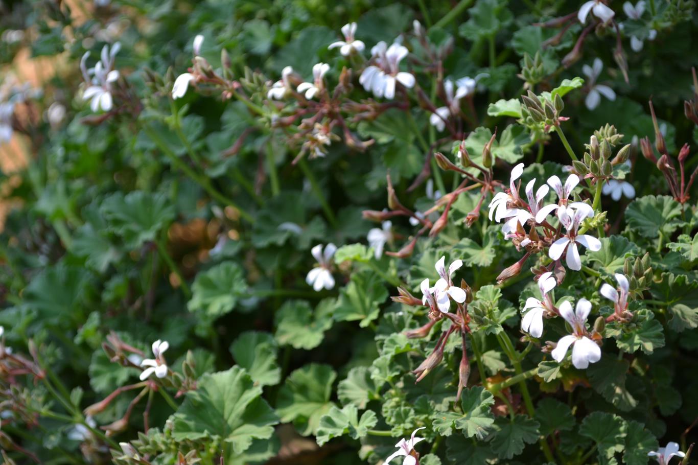 Pelargonium fragrans Nutmeg Pelargonium, Nutmeg Geranium