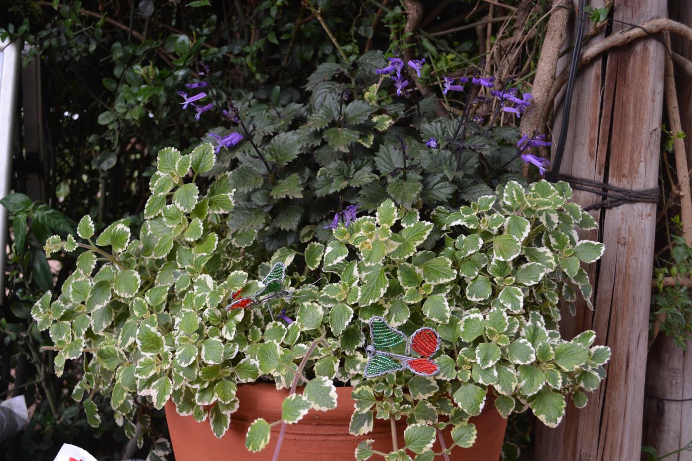 Coleus madagascariensis aliciae Madagascar Spurflower, thicket ...