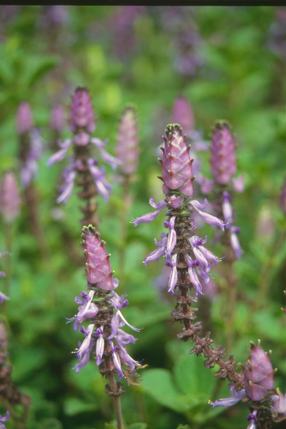 Coleus neochilus Lobster Spurflower