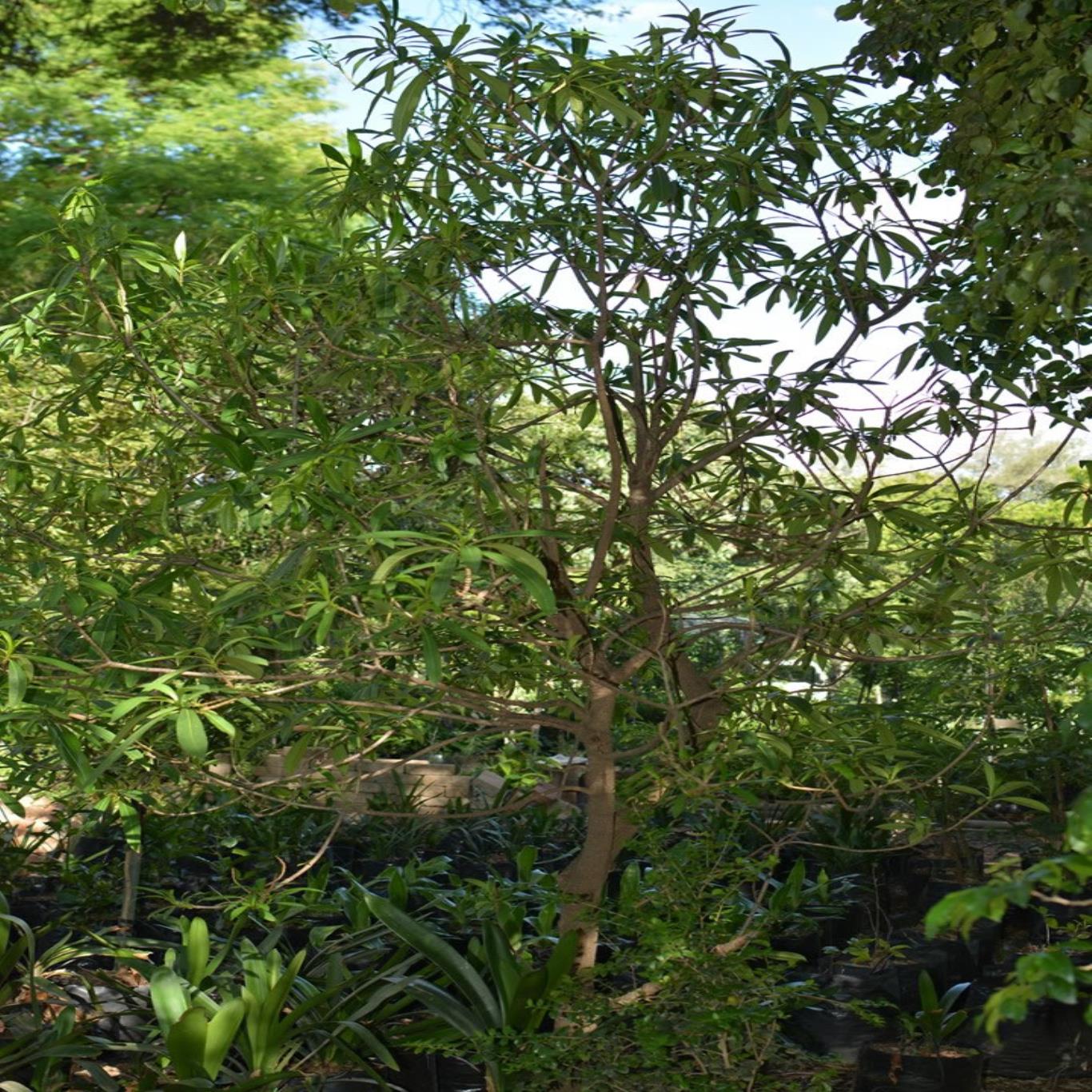 Rauvolfia caffra Quinine Tree Kinaboom Monadi Muņadzi UmHlambamanzi ...