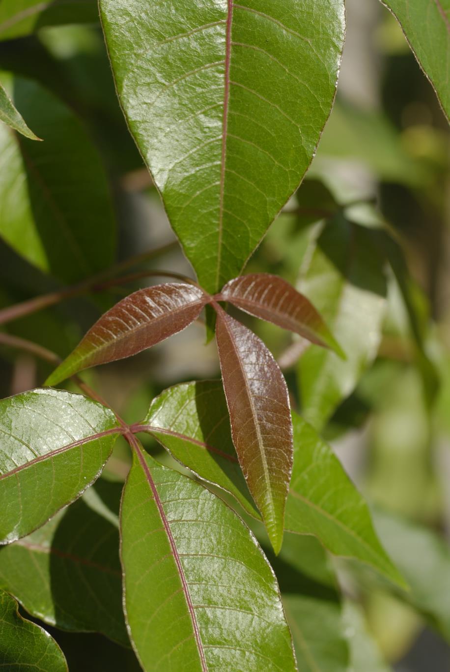 Searsia chirindensis Red Currant Bostaaibos Muvhadela-Phanga ...