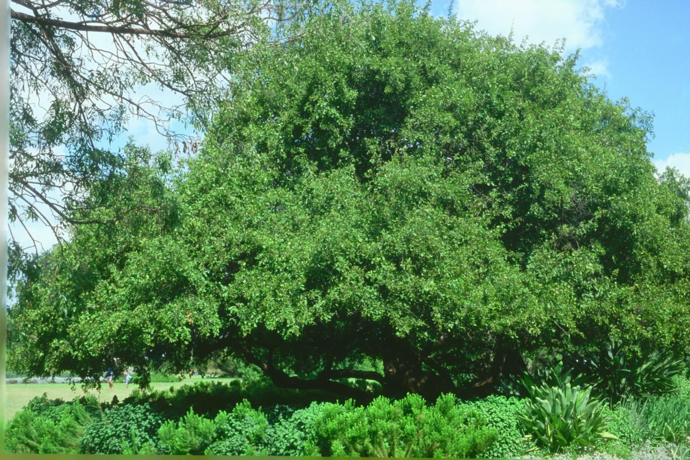 Searsia pyroides Riviertaaibos Firethorn Rhus Mutasiri Mogôdiri ...
