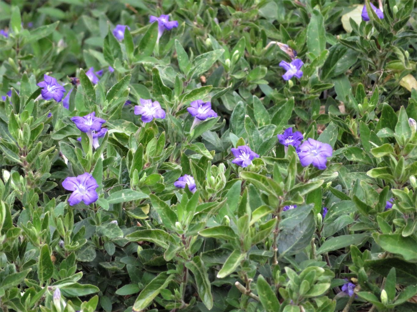 Ruellia otaviensis