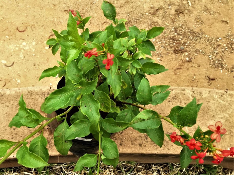 Ruspolia hypocrateriformis Red Ruspolia