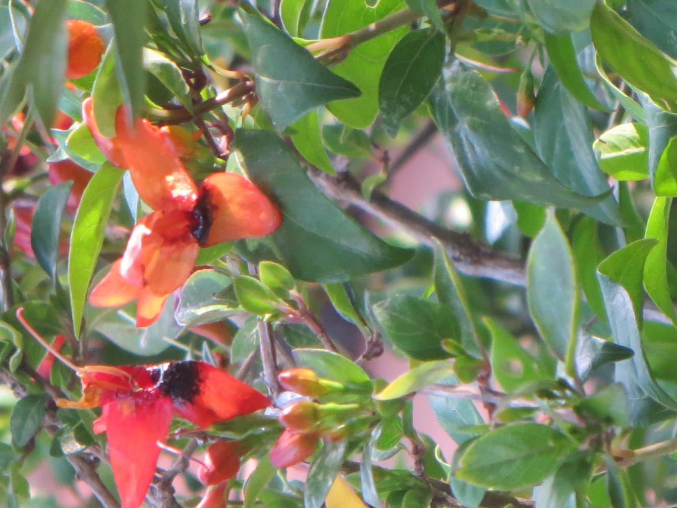 Ruttya fruticosa Jammy Mouth Jêmbekkie