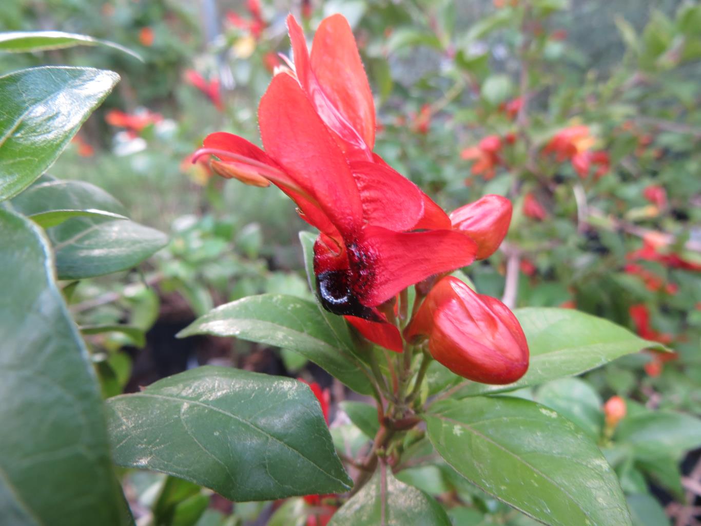 Ruttya fruticosa Jammy Mouth Jêmbekkie