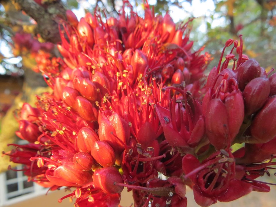 Schotia brachypetala Weeping Boerbean Huilboerboon Mulubi Molope Umgxamu