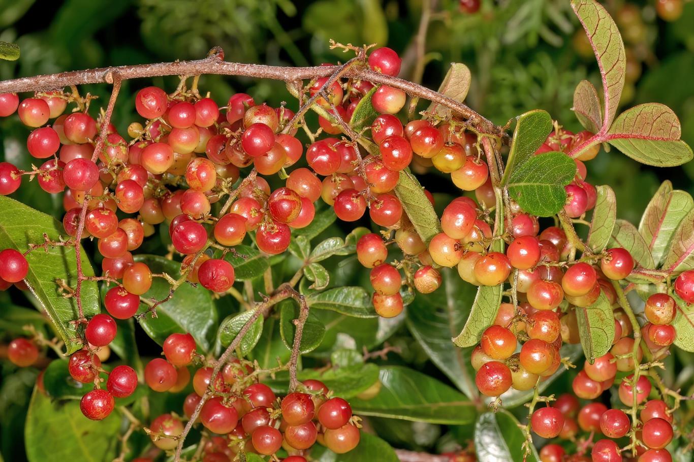 Searsia nebulosa Coastal Currant Sand Taaibos, kustaaibos