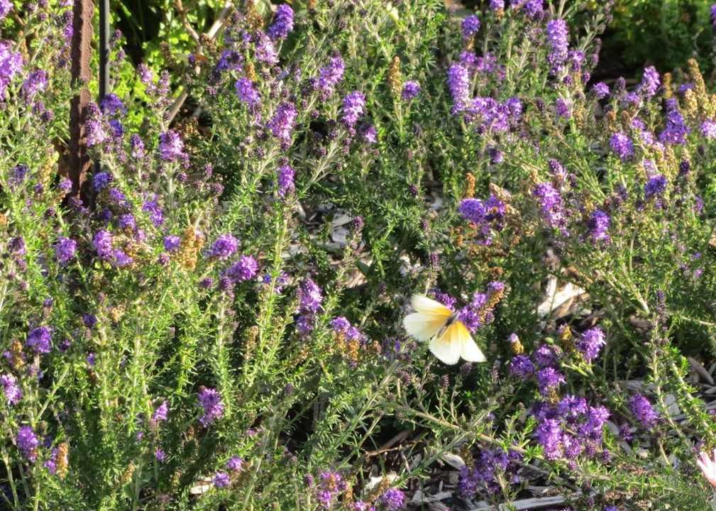 Selago glomerata Purple Turtle Purple Turtle Selago