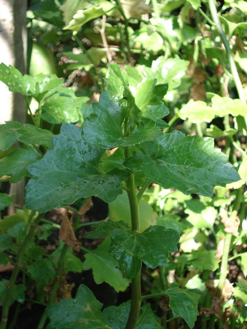 Senecio tamoides Kanarieklimop Canary Creeper ihlozi elikhulu