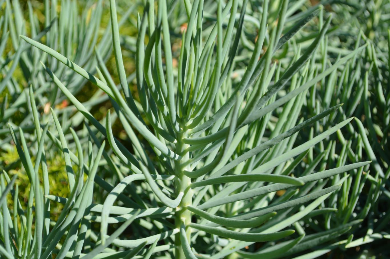 Senecio vitalis Blue Chalk Fingers