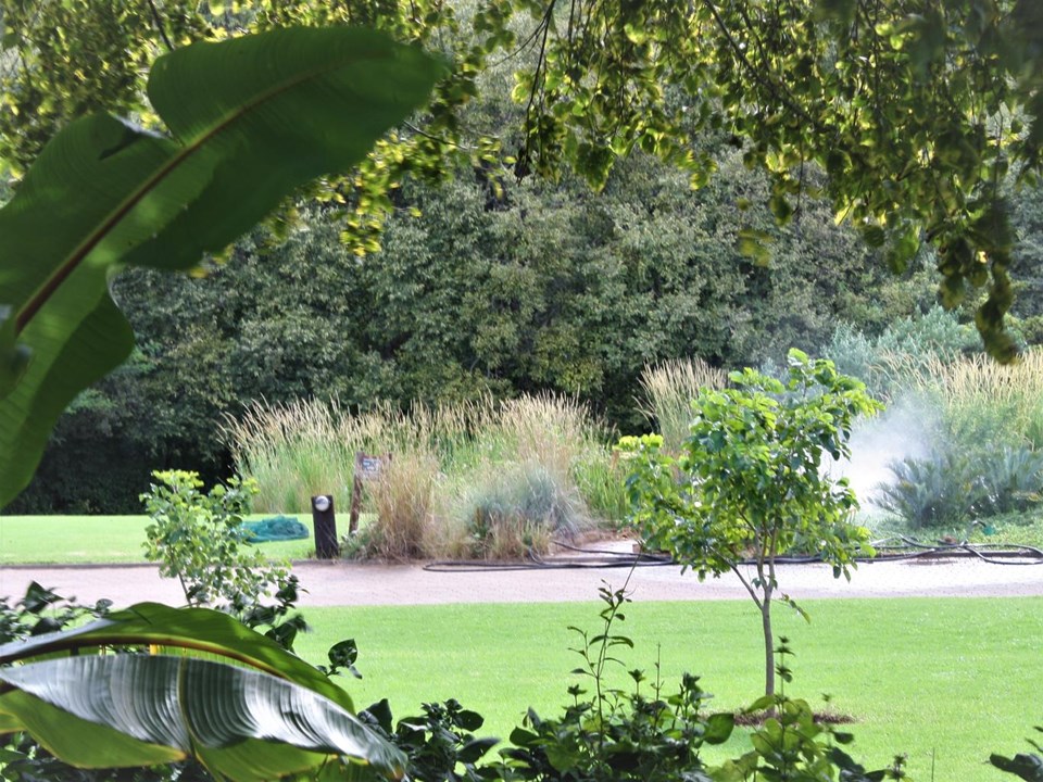 Setaria sphacelata sericea Golden Bristle Grass Goue Mannagras bokhatha ...