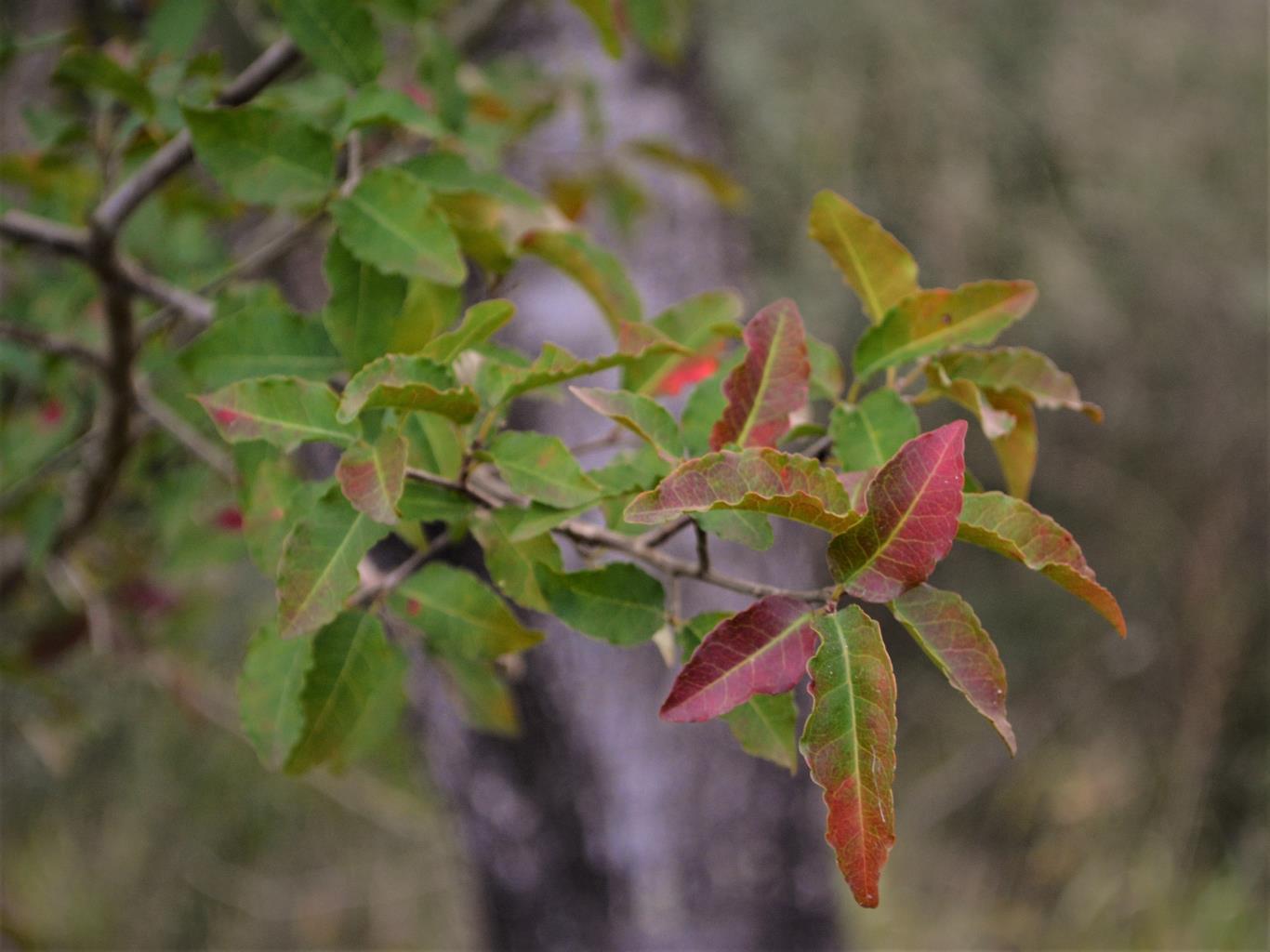 Spirostachys africana Tamboti Tambotie Muonze morukuru umthombothi